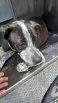 38,032 Dachshund and Mixed Breed Dogs for Adoption | PetCurious