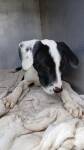 38,032 Dachshund and Mixed Breed Dogs for Adoption | PetCurious