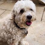 101 Cockapoo Dogs Available for Adoption | PetCurious
