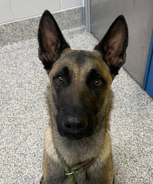 Indiana Bones - Belgian Shepherd Malinois Dog for Adoption in Golden ...