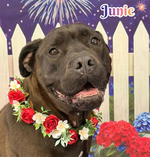 Junie - Mixed Breed Dog for Adoption in Flint, Michigan - Junie ...