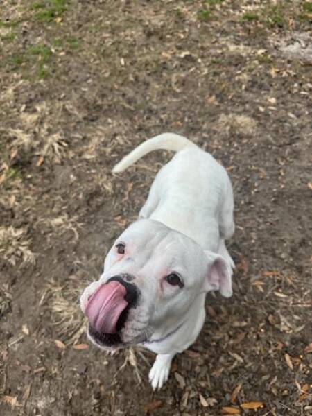 American Bulldog and Mixed Breed Dogs Available for Adoption in Conway ...