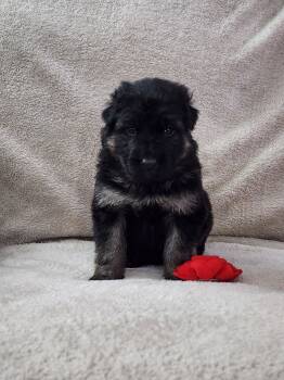 Red Collar - German Shepherd Dog Dog for Sale in Louisville, Ohio - Red ...