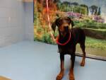 1,307 Great Dane and Doberman Pinscher Dogs for Adoption | PetCurious