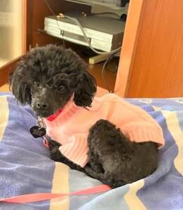 Miniature Poodle Rescue Dogs for Adoption near Newfoundland ...