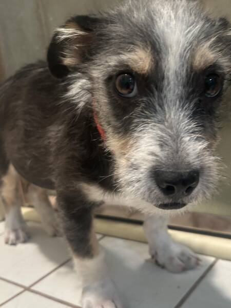 FRANKIE - Terrier Dog for Adoption in El Cajon, California - FRANKIE ...