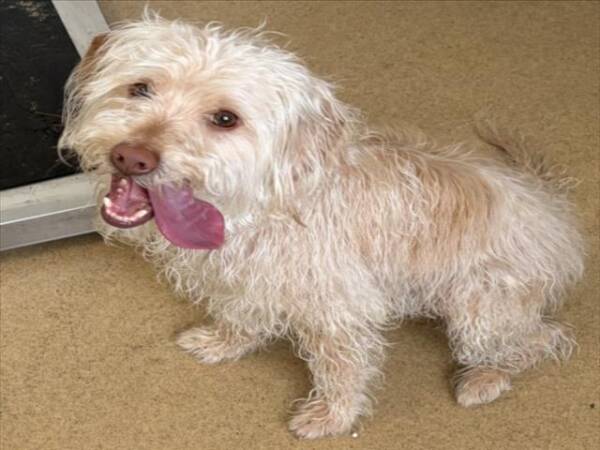 CREME - Cairn Terrier and Poodle Dog for Adoption in Derwood, Maryland ...